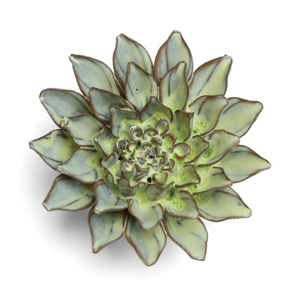 #JA06 Pear Green Calico Aster – Chive UK Wholesale