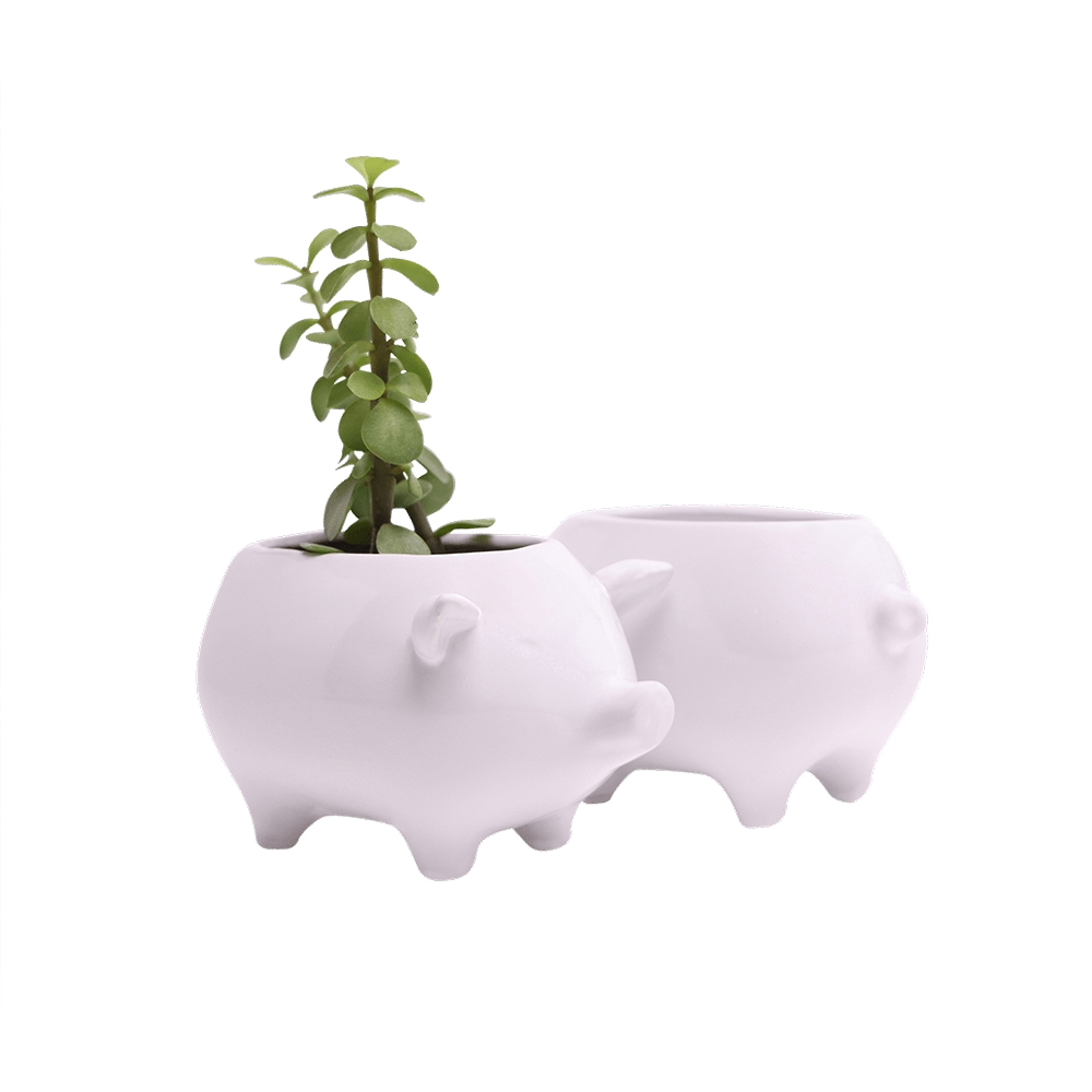 Pig Ceramic Indoor Plant Pot Kit – Chive UK Wholesale