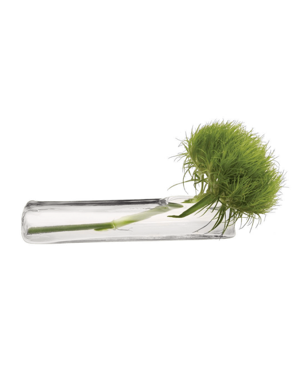 Test Tube Glass Bud Vases – Chive UK Wholesale