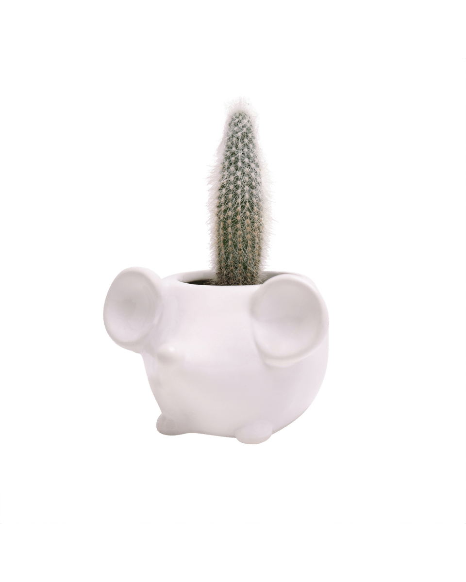 Mouse Ceramic Indoor Plant Pot For Succulents – Chive UK Wholesale